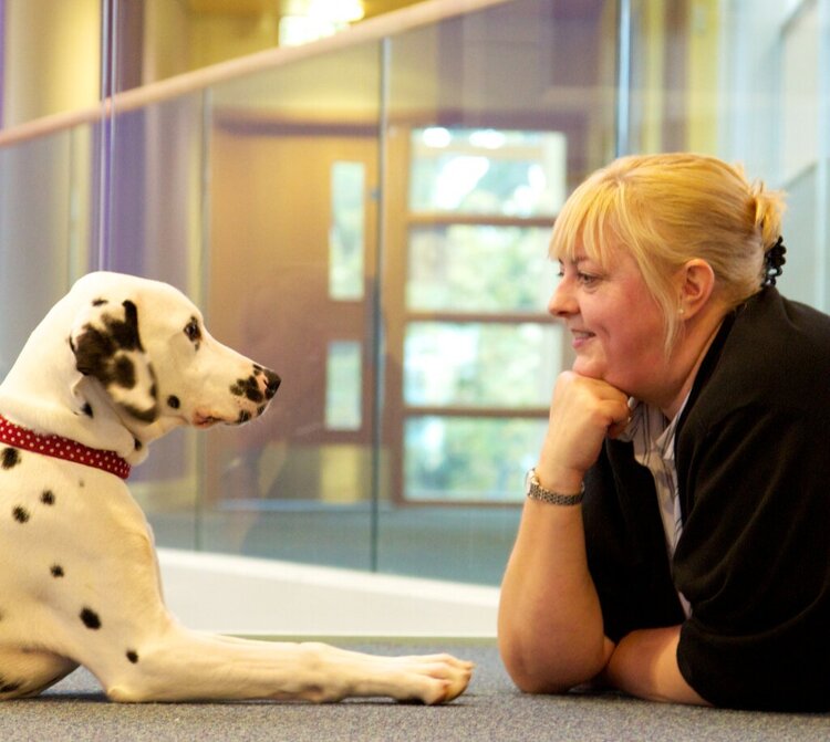 What is Clinical Animal Behaviour? - CCAB Certification